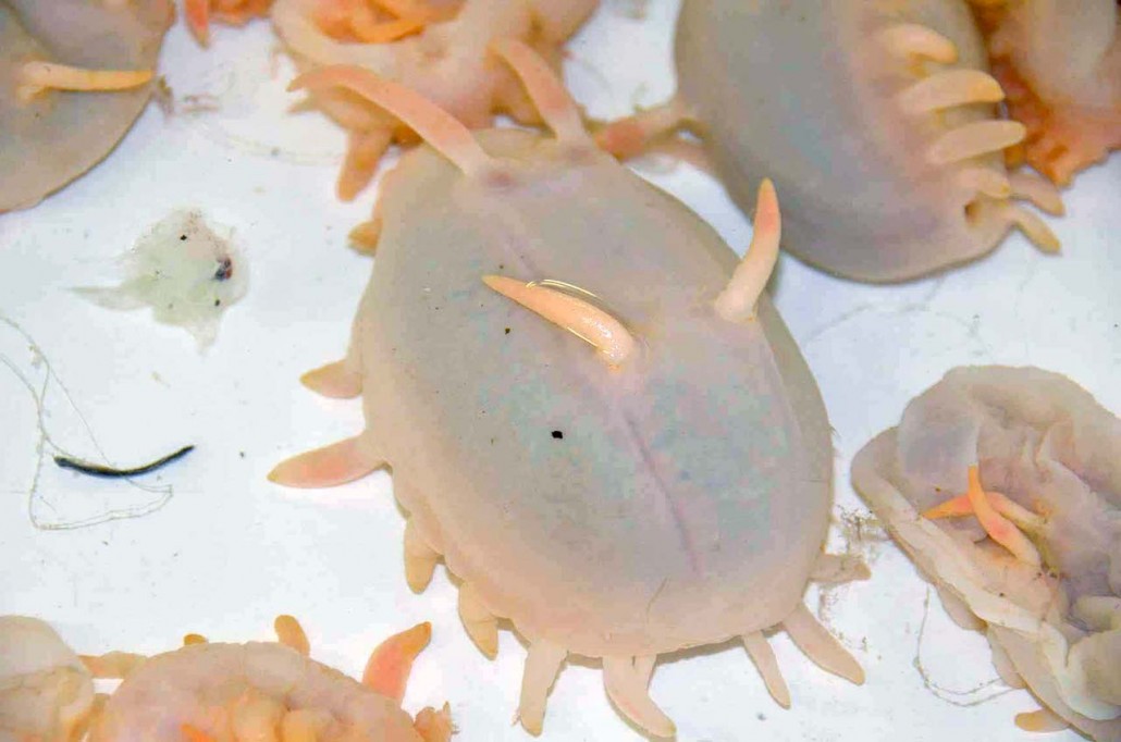 Poissons moches : Classement ! – TravelerCar