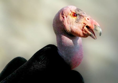 Top 10 des animaux moches – TravelerCar