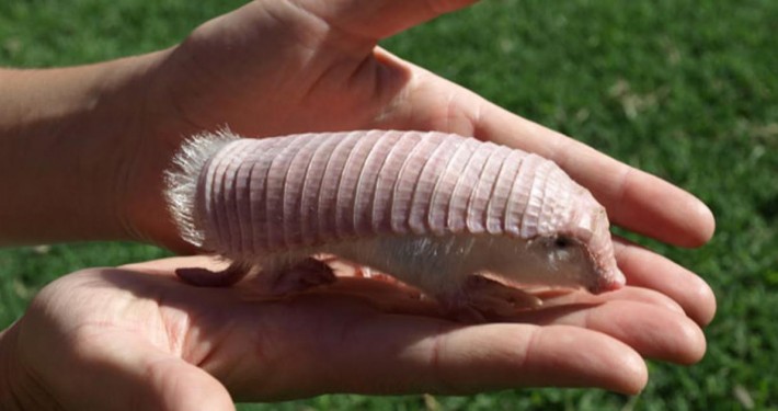 Top 10 des animaux moches – TravelerCar