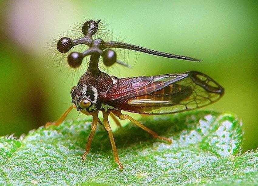 Les insectes rares : Ames sensibles s’abstenir – TravelerCar